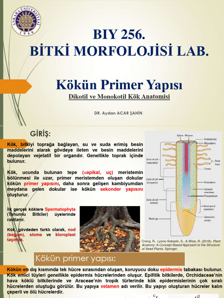 Bitki Morf Lab Kök Anatomisi-Son | PDF