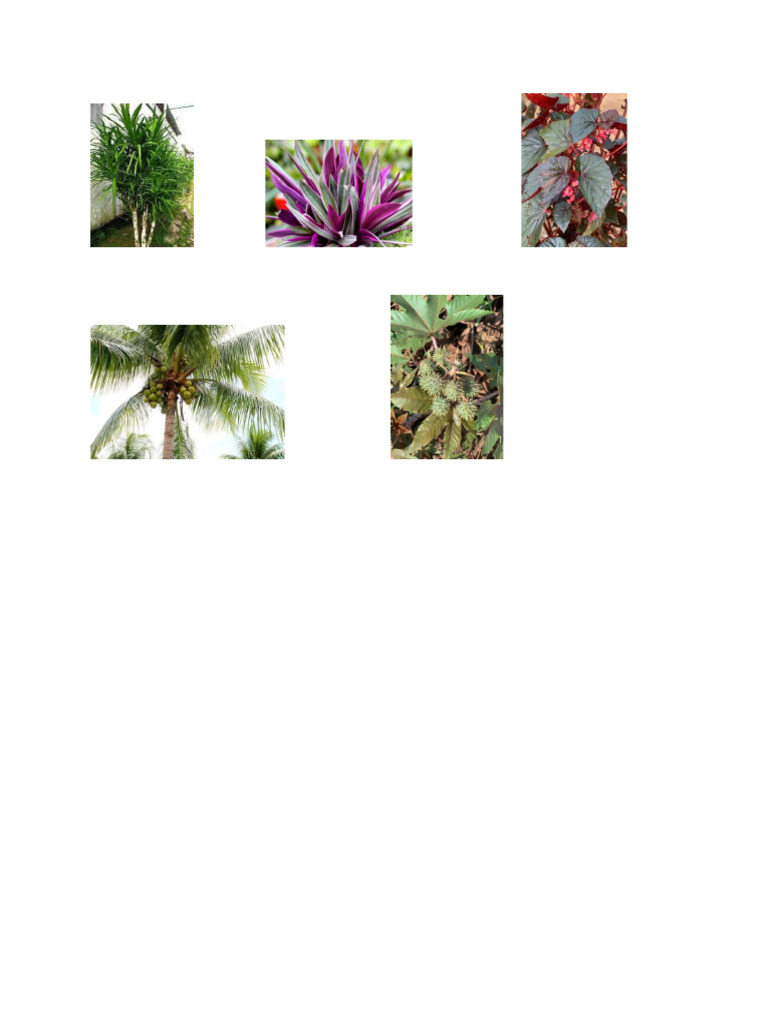 Morfologi Perc 2 | PDF