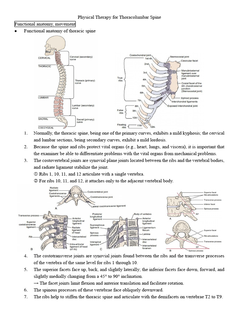 10 Lumbosacral Spine | PDF | Vertebral Column | Vertebra
