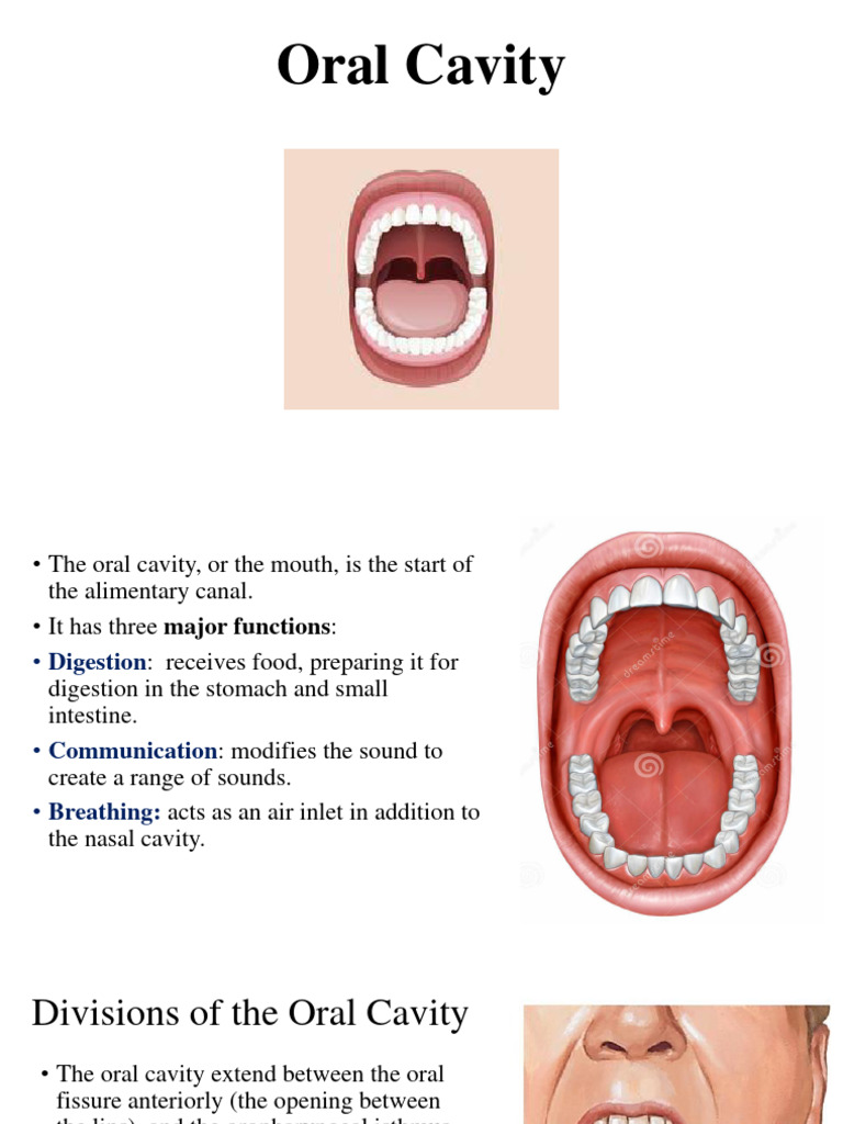 Oral Cavity | PDF | Tongue | Human Head And Neck