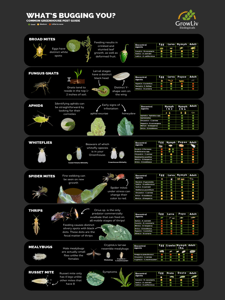 What's Bugging You | PDF | Biological Pest Control | Insects