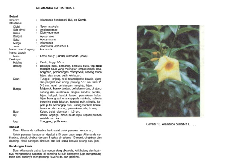 Allamanda Cathartica | PDF