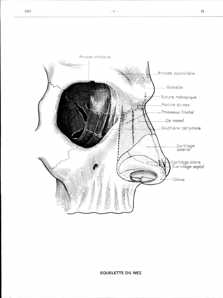 Nez | PDF