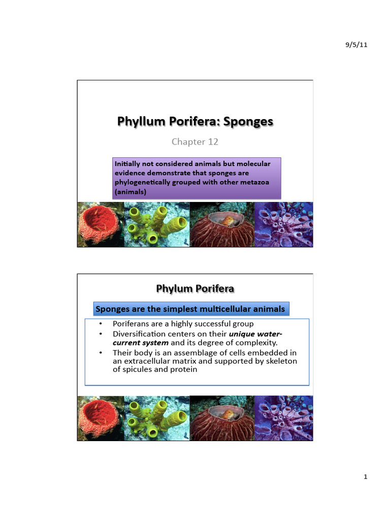 Sponges | PDF | Sponge | Water