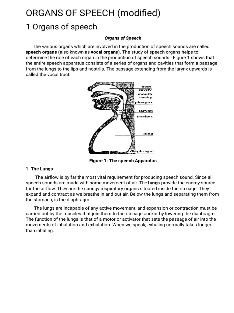 ORGANS OF SPEECH (Modified) | PDF | Larynx | Anatomy