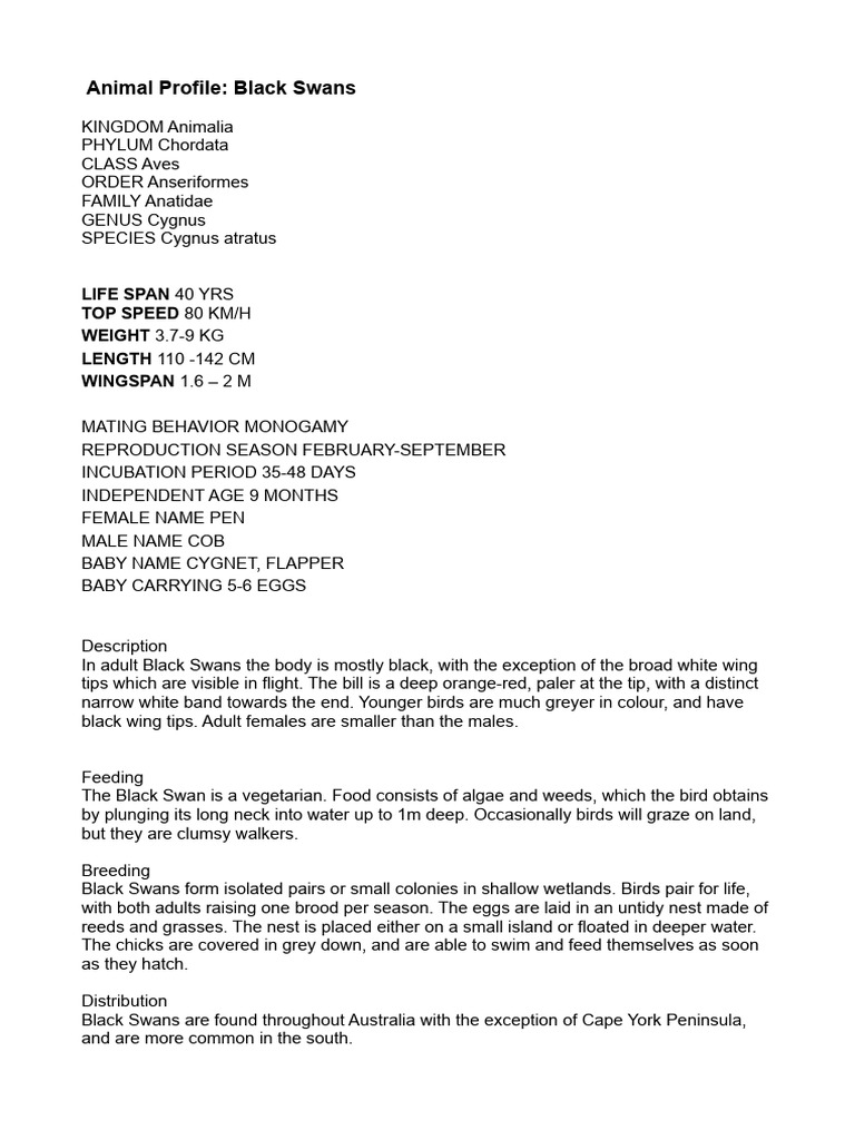 Animal Profile Black Swans | PDF | Birds | Ornithology