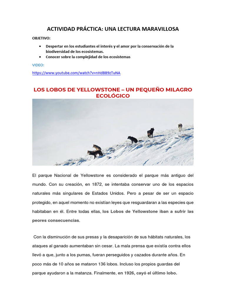 Los Lobos de Yellowstone | PDF | Parque Nacional Yellowstone | Ecosistema
