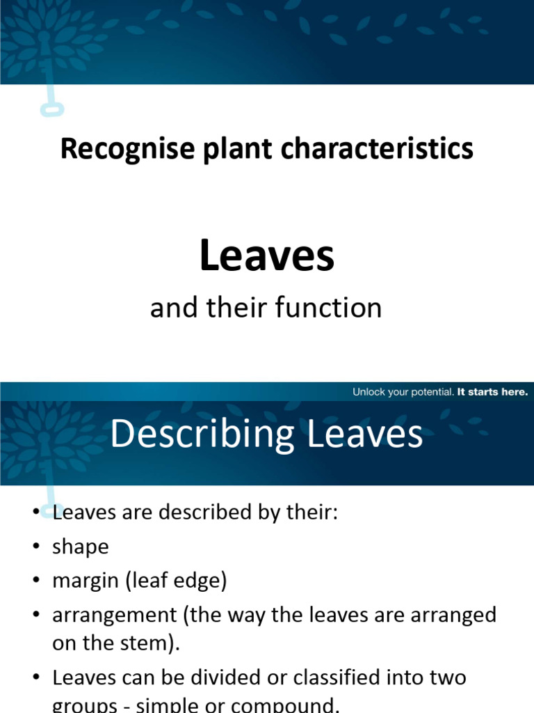 Leaves and Their Function | PDF | Leaf | Photosynthesis