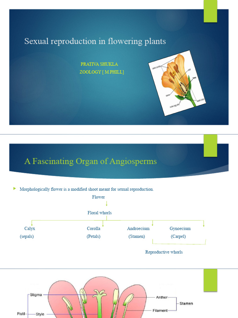 Sexual Reproduction in Flowering Plants | PDF | Flowers | Seed