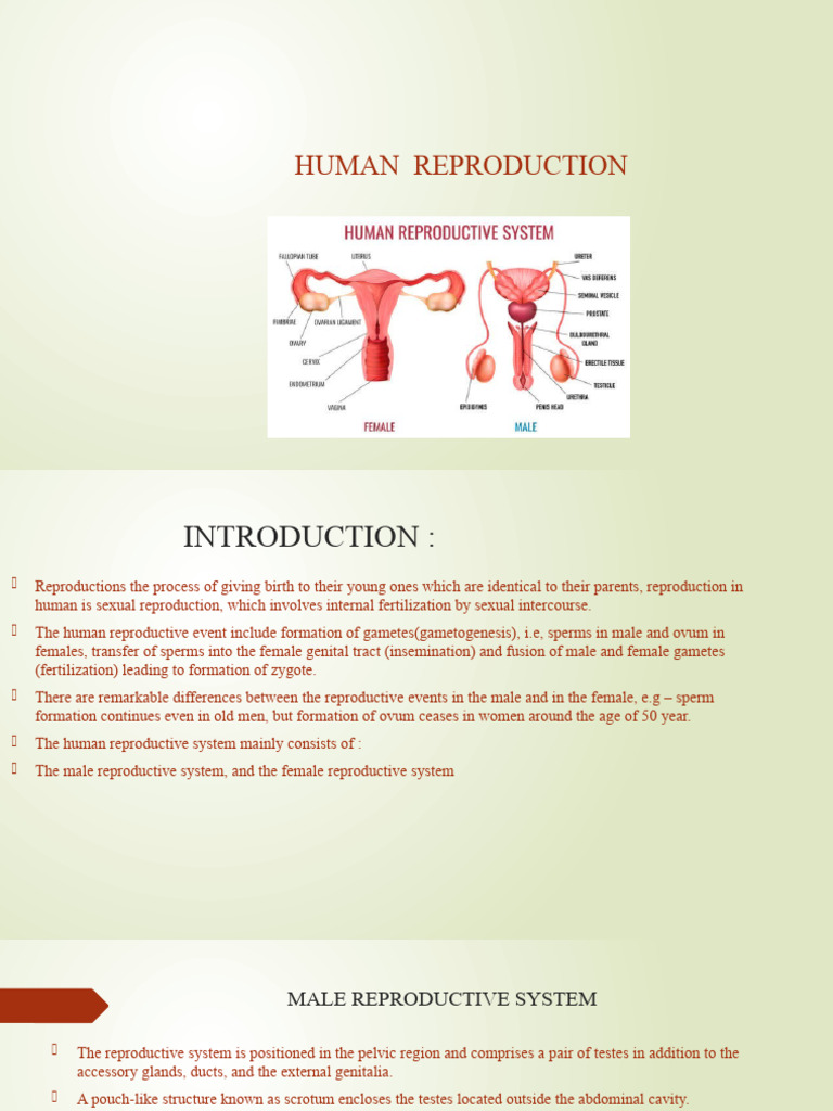 HUMAN REPRODUCTION | PDF | Menstrual Cycle | Meiosis