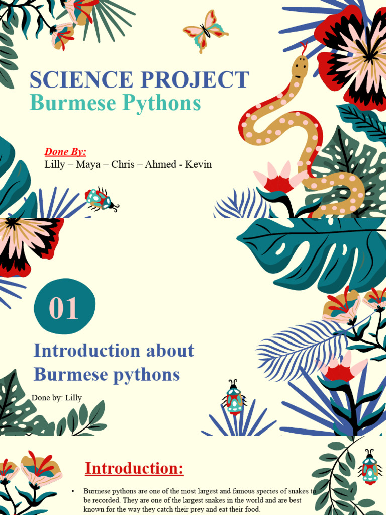 Lilly Maya Chris Kevin Ahmed 8a Burmese Pythons | PDF | Predation ...