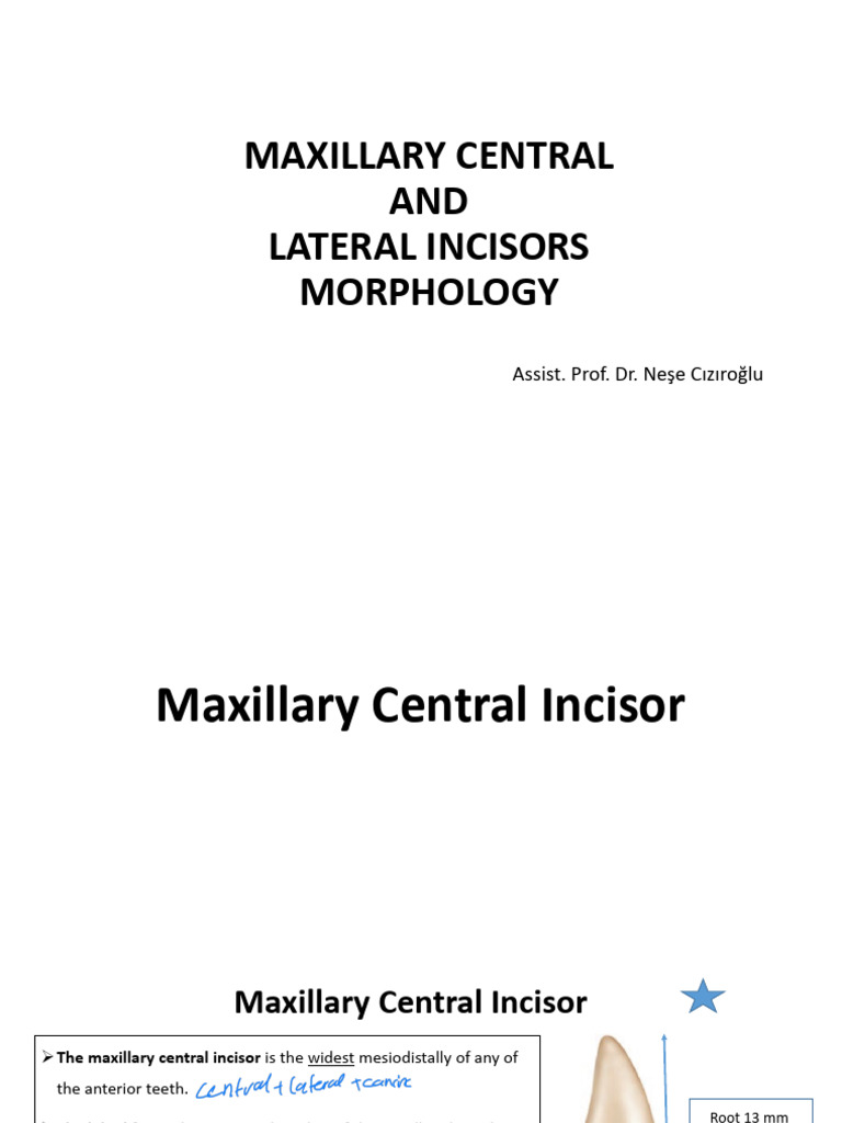 Class 1 Lec 4 Maxillary Central and Labial Tooth Morphology | PDF ...