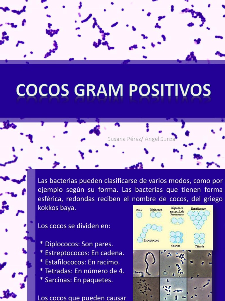 Cocos Gram Positivos | Staphylococcus Aureus | Estreptococo