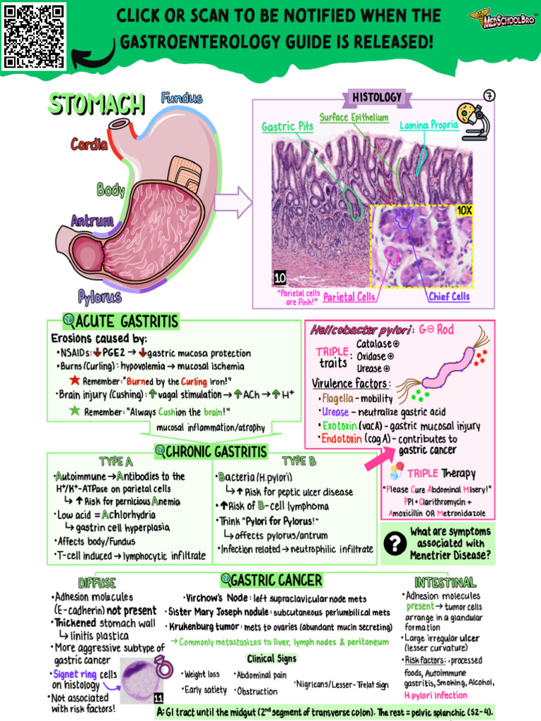 Gastroenterology FREE Preview by MedSchoolBro | PDF