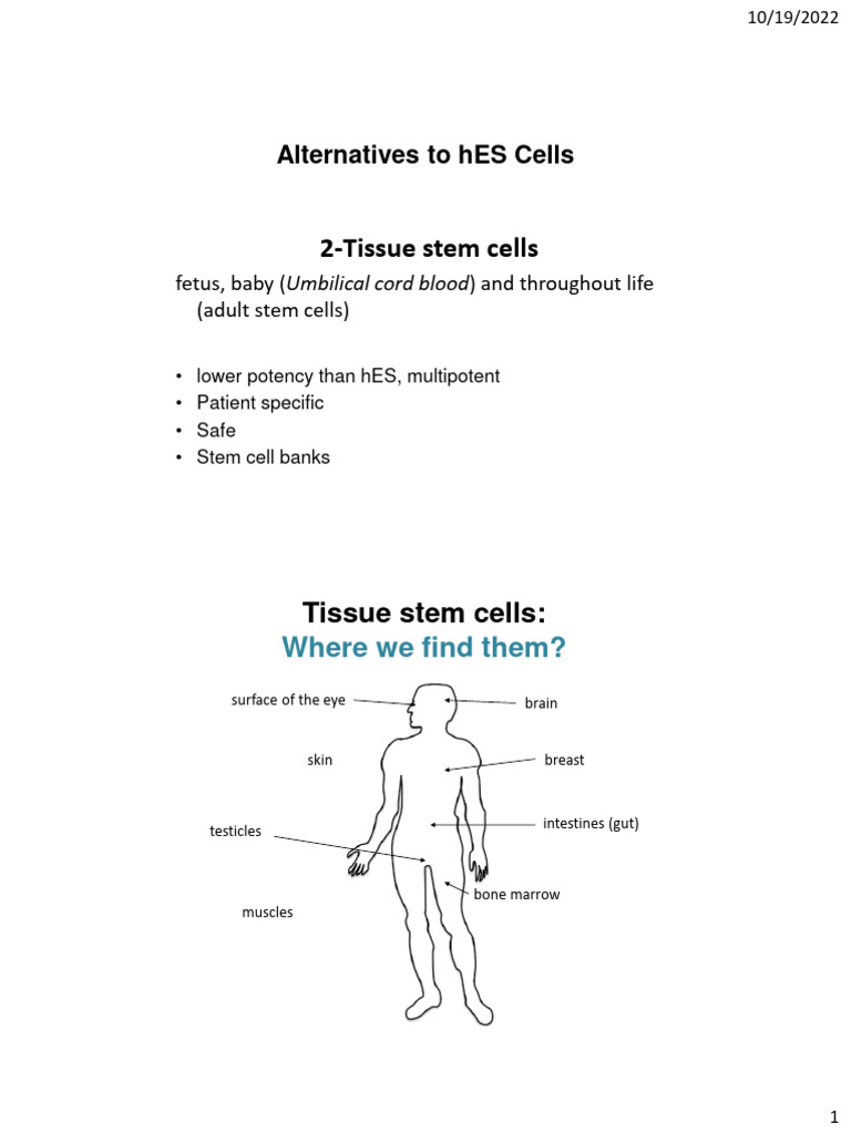 2 Tissue Stem Cells | PDF | Stem Cell | Hematopoietic Stem Cell ...