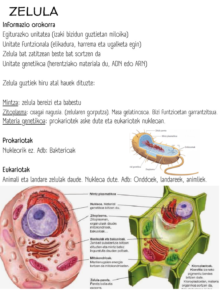 Zelula - Aingeru | PDF