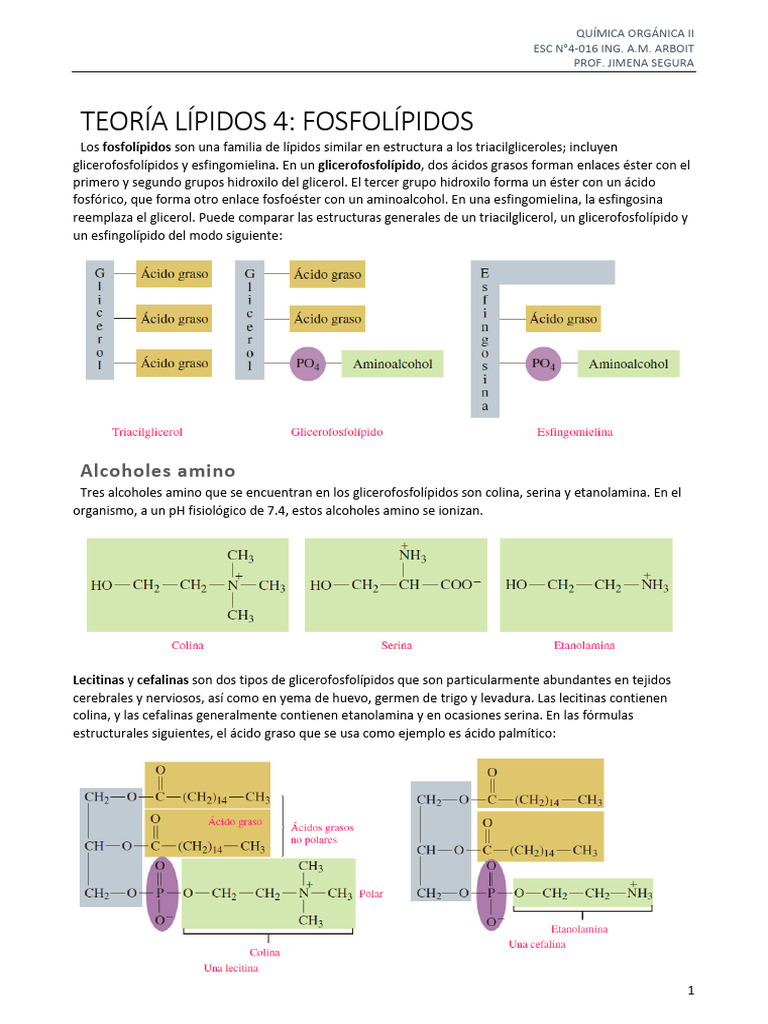 TEORÃ A LÃ PIDOS 4 Fosfolã Pidos | PDF | Mielina | Lípido