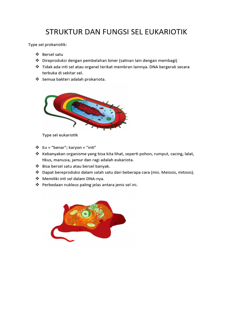 Struktur Dan Fungsi Sel Eukariotik | PDF