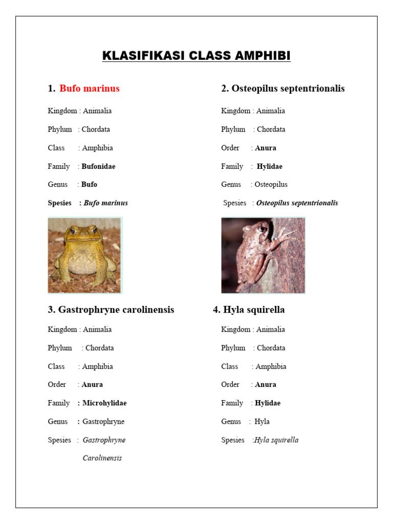Klasifikasi Amphibia | PDF | Hewan Akuatik | Amfibi
