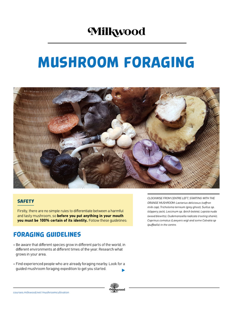 _Mushroom_Foraging_Guide | PDF | Mushroom | Edible Mushroom