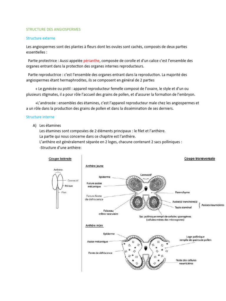 Structure Des Angiospermes | PDF