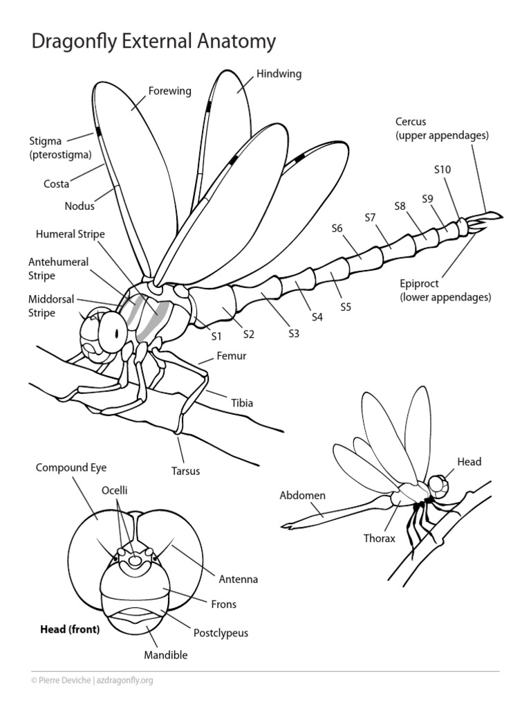 Dragonfly External Anatomy Guide | PDF