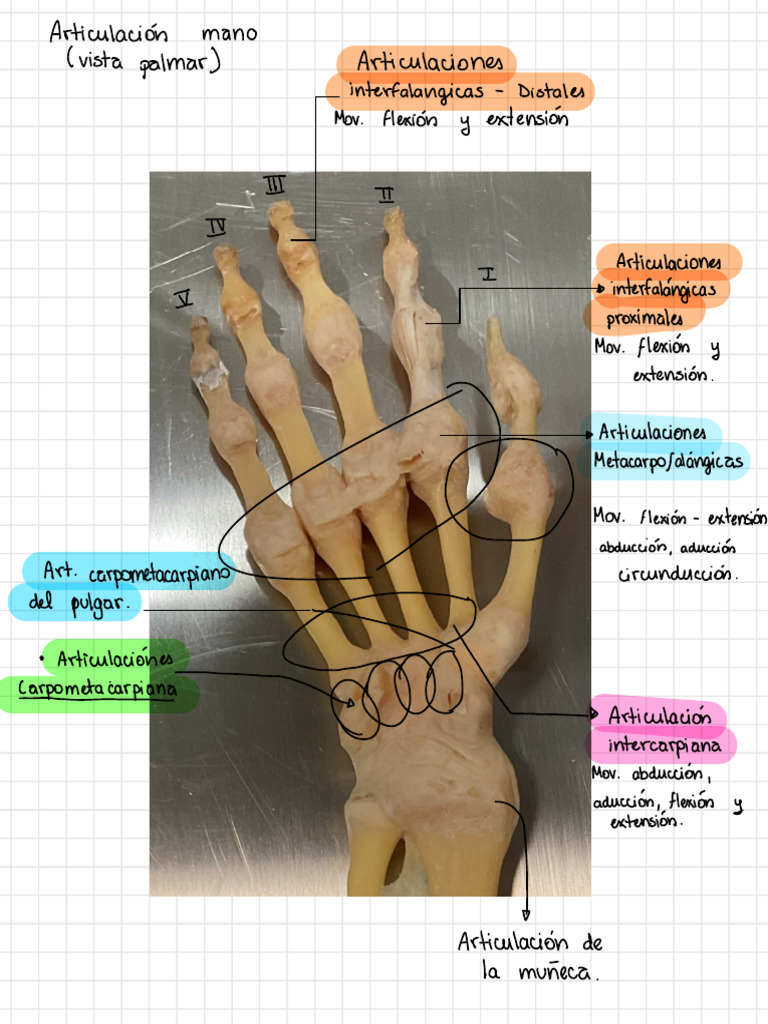 Articulación Mano Y Pie Pdf Mano Articulación