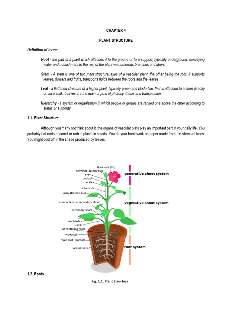 Understanding Plant Structure and Functions | PDF | Leaf | Root