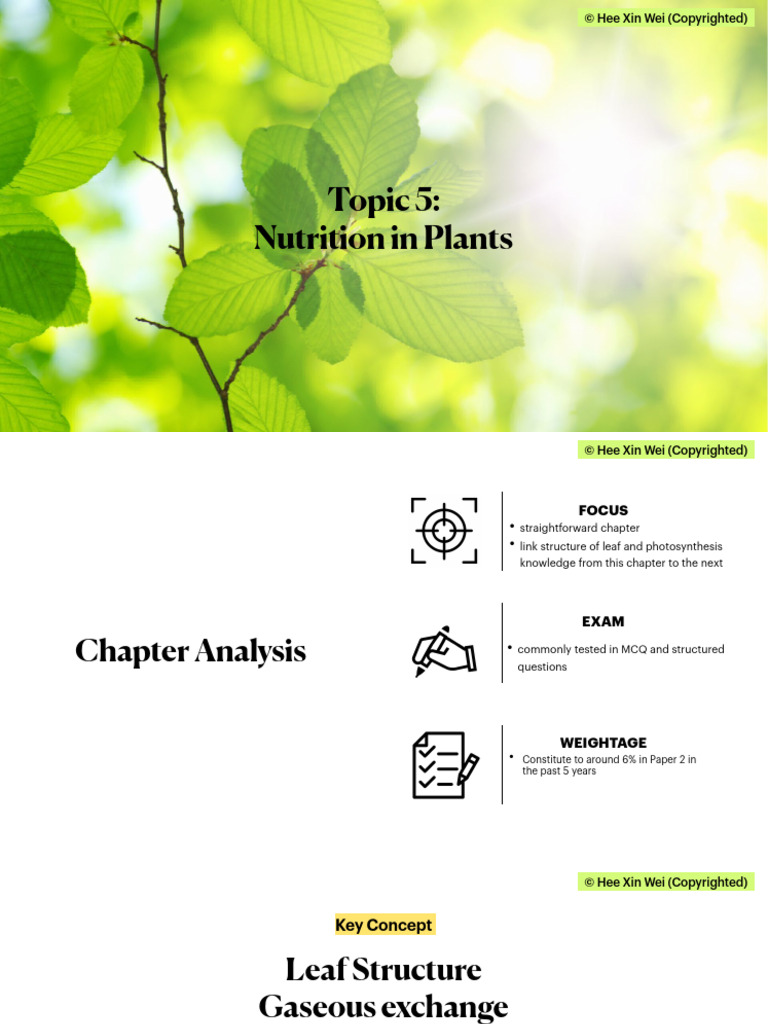 [BIO] Chapter 5 - Nutrition in Plants | PDF | Stoma | Leaf