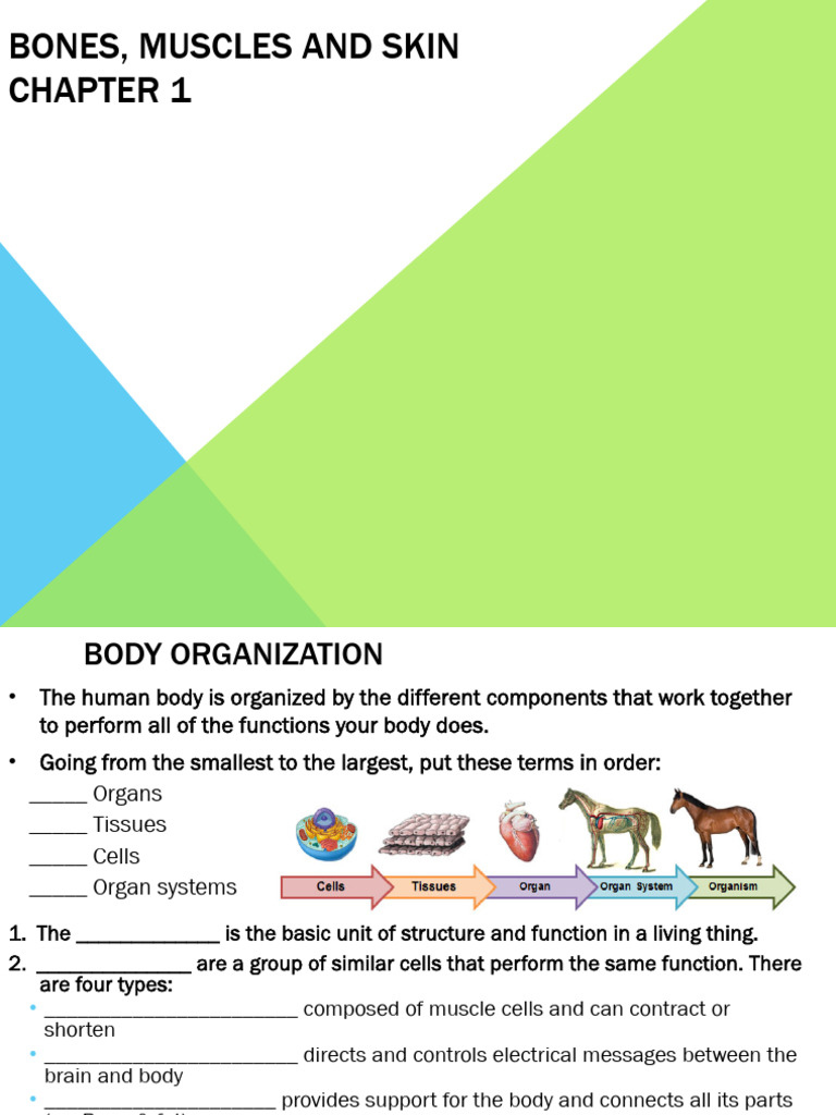 Bones Muscles and Skin | PDF | Human Body | Bone