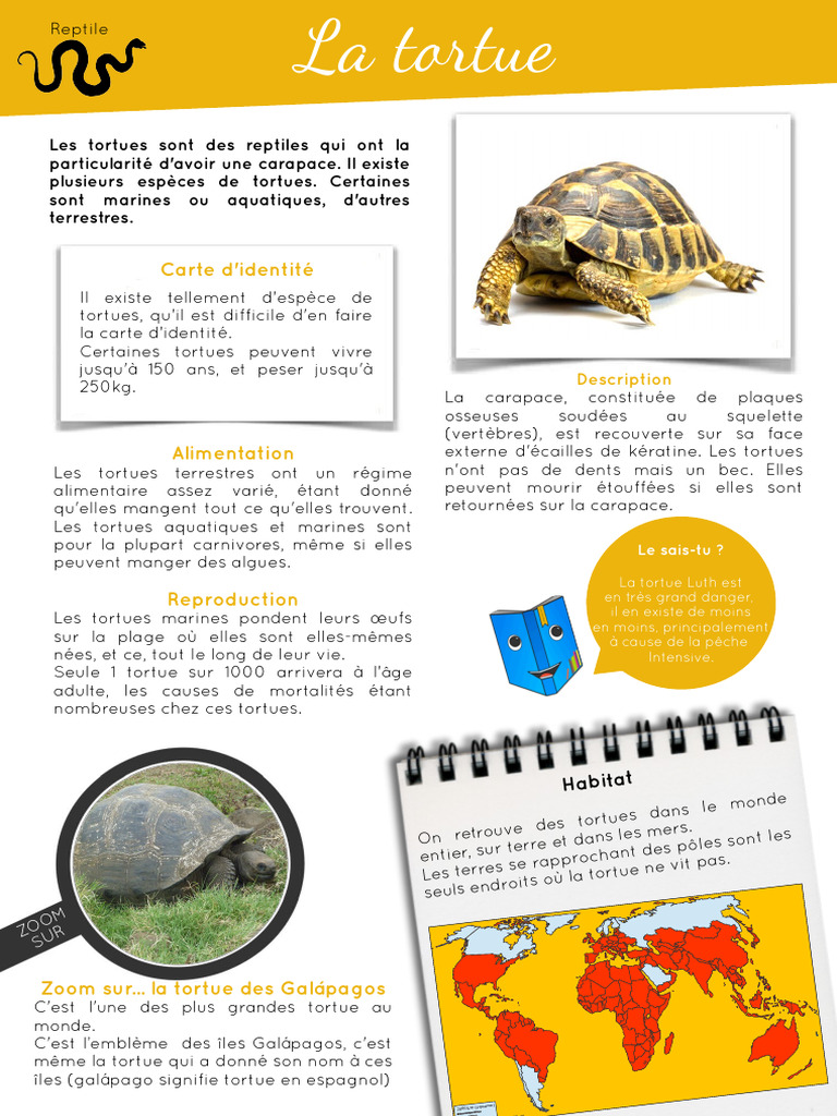 Description des tortues terrestres et marines | PDF | Tortue | Reptile
