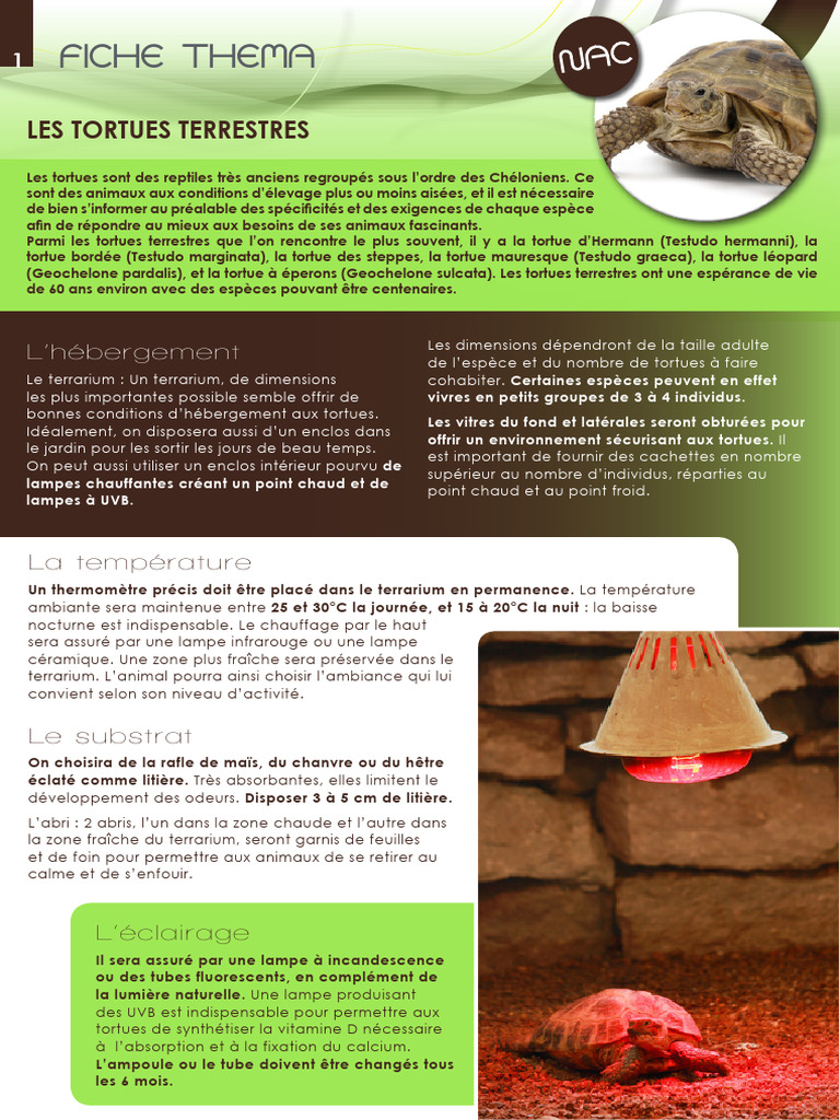 Guide sur les tortues terrestres | PDF | Tortue | Légumes