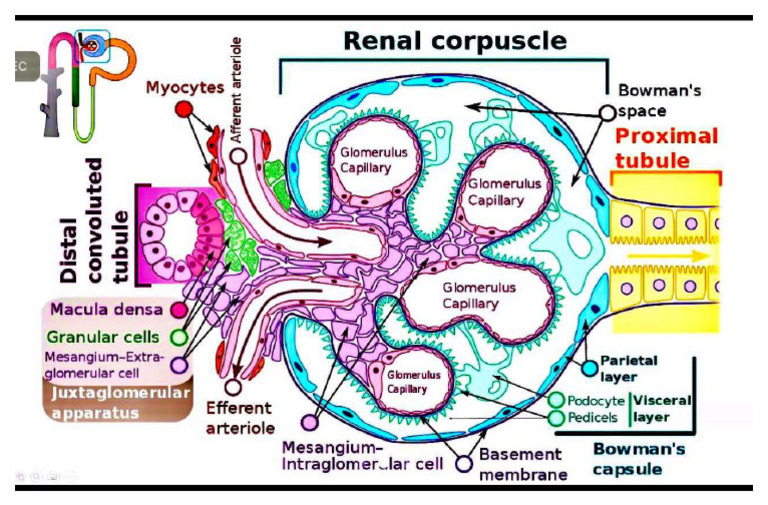 Diagrama Del Glomerulo | PDF