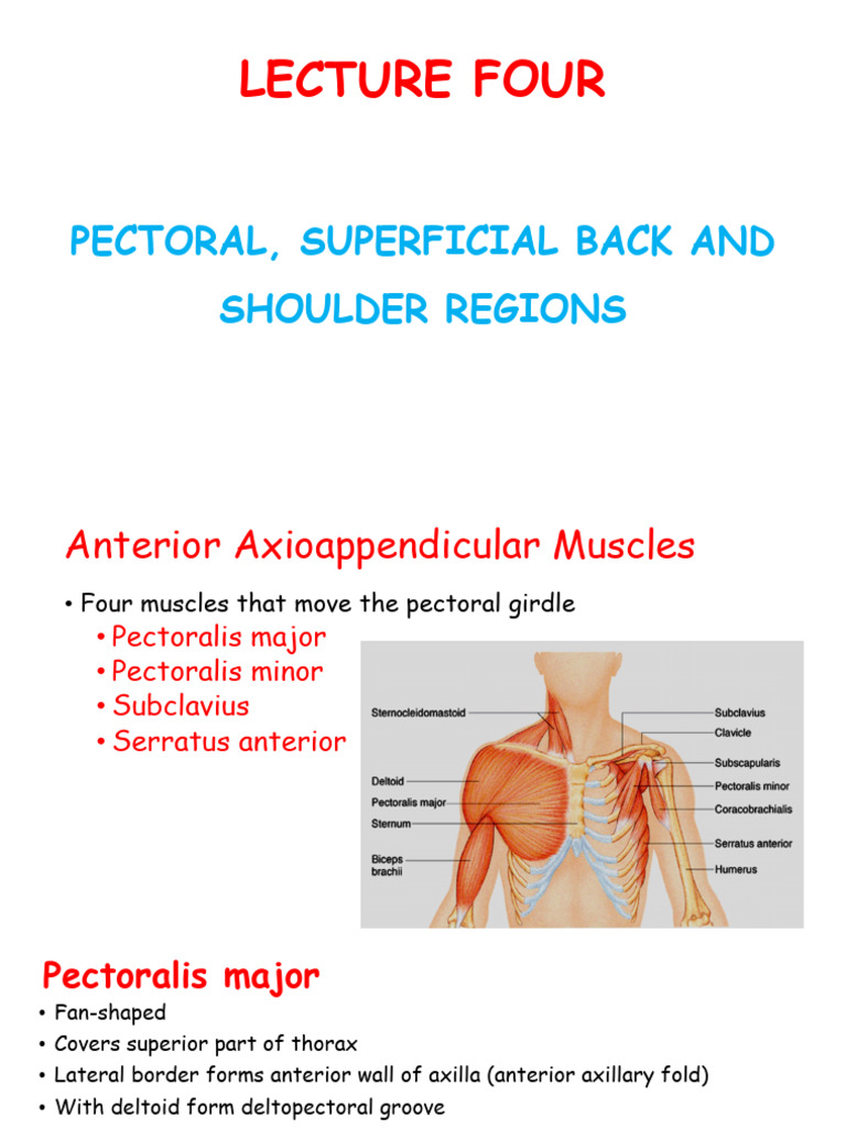 Lecture Four | PDF | Arm | Joints