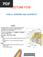 Anatomy of the Axilla and Brachial Plexus | PDF | Arm | Limbs (Anatomy)