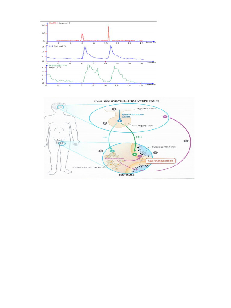 Schémas Cours 2 | PDF