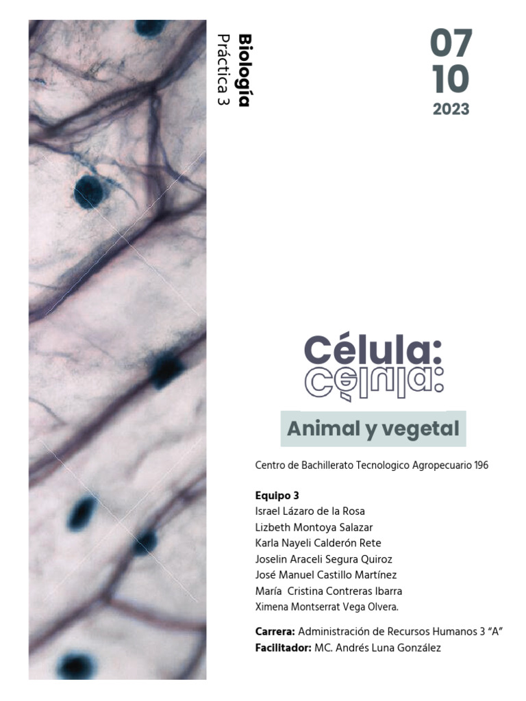 Las celulas Animal y vegetal | PDF | Biología
