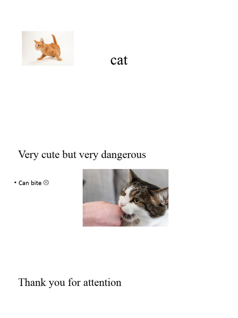Cat | PDF