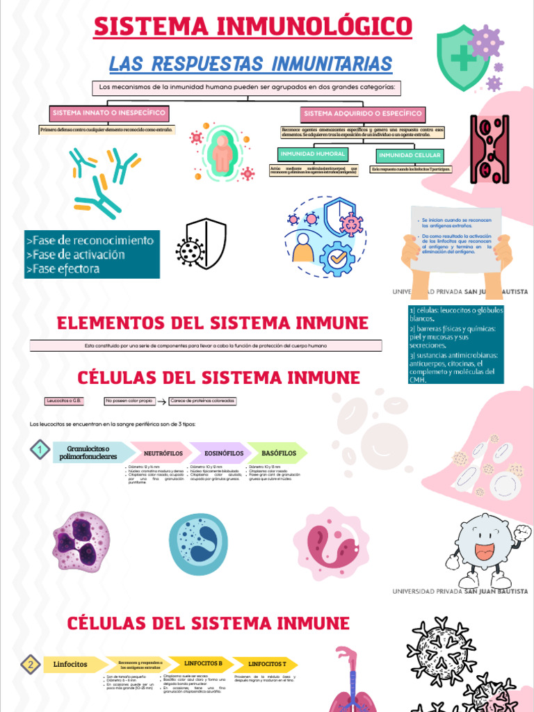 SISTEMA INMUNOLÓGICO | PDF | Sistema inmune | Linfocitos