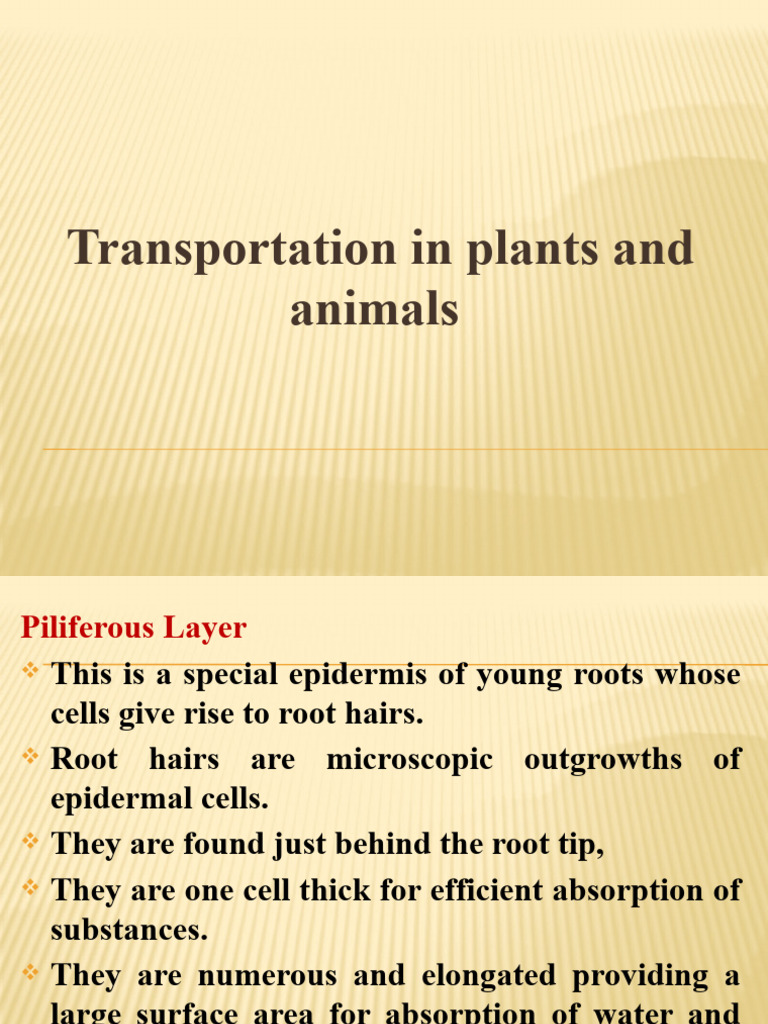 Transpotation in Plan and Animals | PDF | Plant Stem | Root