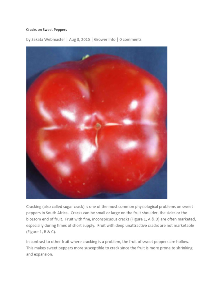 Cracks On Sweet Peppers | PDF | Leaf | Water