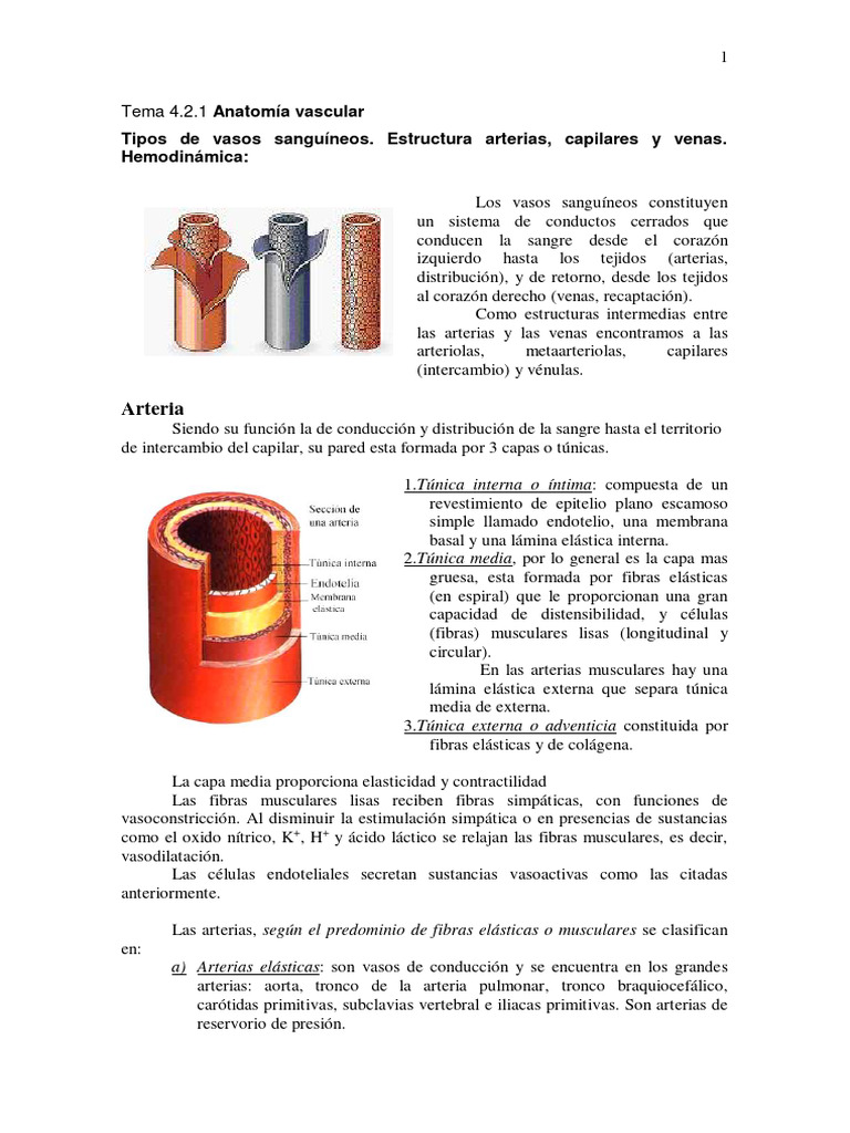 Tema 4.2.1 Anatomía vascular | PDF | Artería | Capilar
