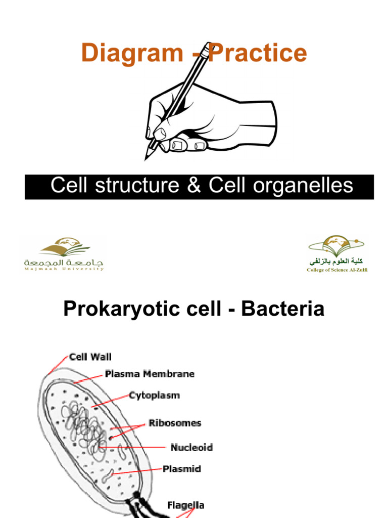 Cell Diagrams With Parts - Practice - 1 | PDF