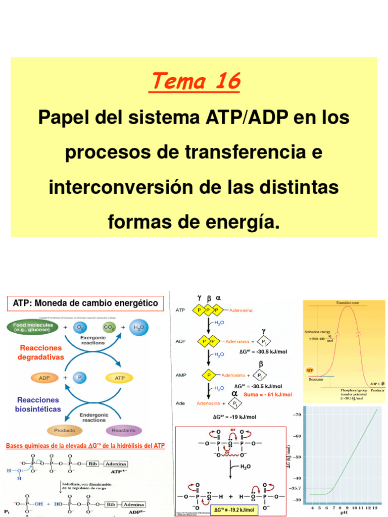 Tema 16 | PDF | Trifosfato de adenosina | Química