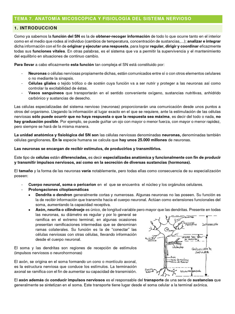 Tema 7-2 | PDF | Neurona | Potencial de acción
