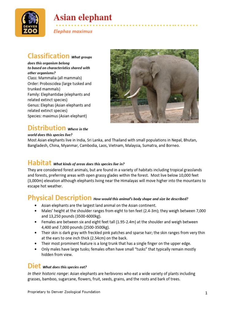 Asian Elephant Reformatted Fact Sheet | PDF