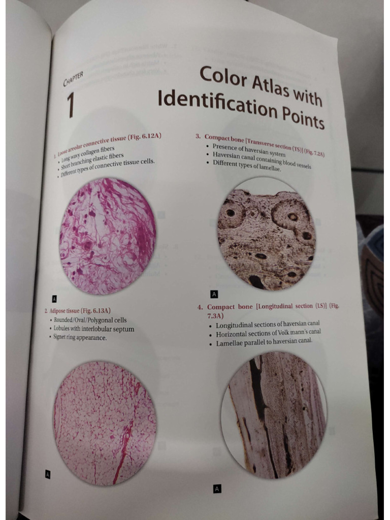 Histology Slides | PDF