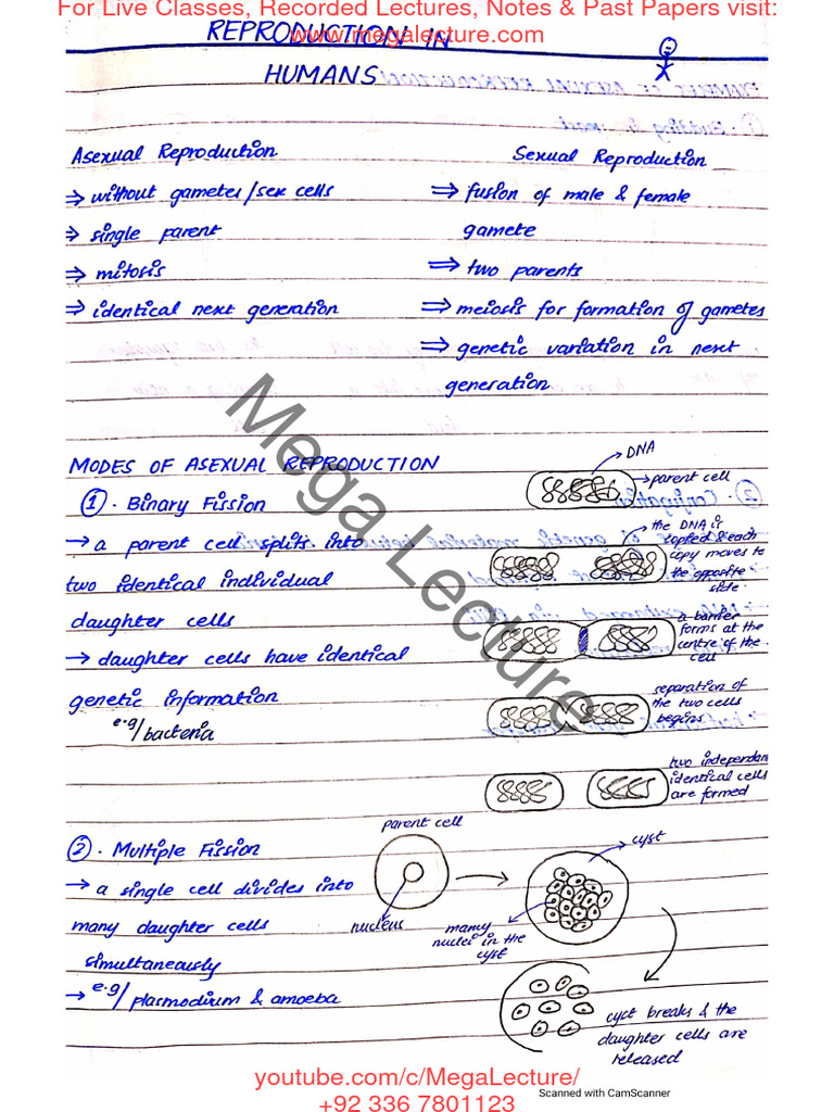 Reproduction in Humans | PDF