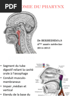 Anatomie du Cavum : Définition et Rôle | PDF | Épithélium | Anatomie ...