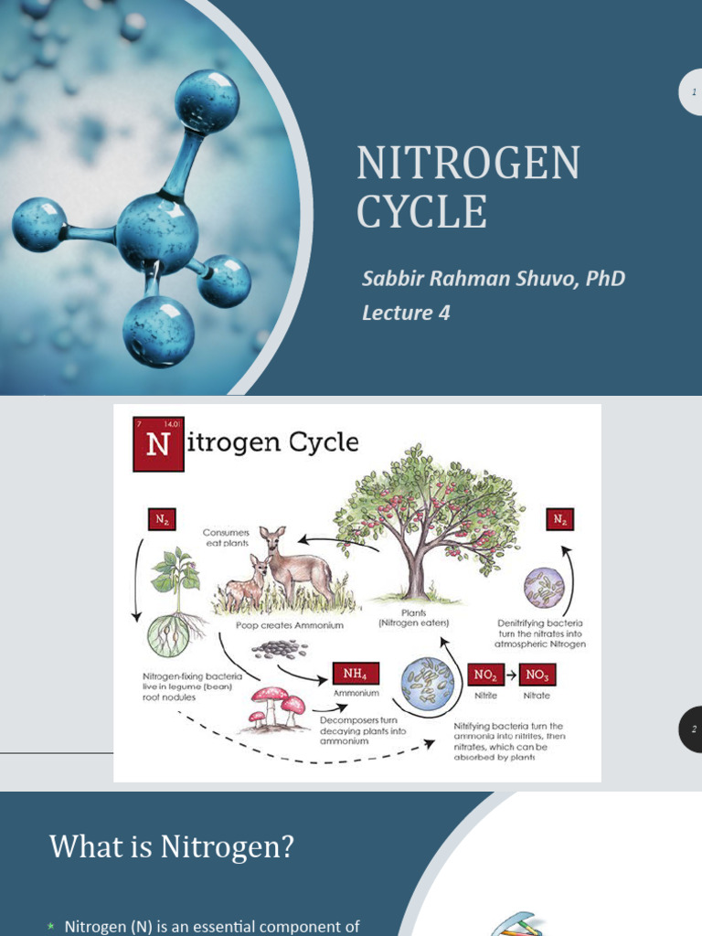 Lec 4 Nitrogen Cycle | PDF